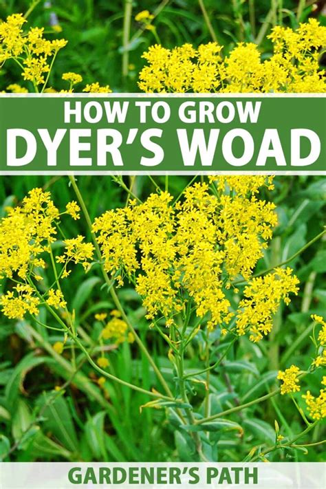 How To Grow And Care For Dyers Woad Gardeners Path