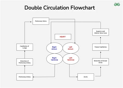 Double Circulation Geeksforgeeks
