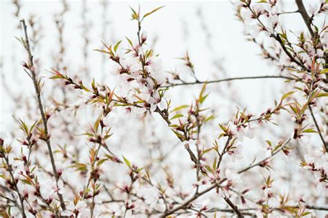 봄 계절 자연 배경에서 나무에 흰색 사쿠라 꽃이 만개 닫습니다 0명에 대한 스톡 사진 및 기타 이미지 0명 3월 4월