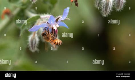 European Honey Bee Apis Mellifera Bee Booting A Borage Flower