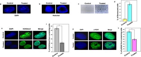 Nuclear Morphology Analysis Through A Dapi Staining And B Hoechst Download Scientific Diagram