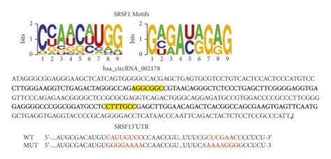 Hsa Circrna 002178 Positively Regulated Srsf1 Expression A The Srsf1 Download Scientific