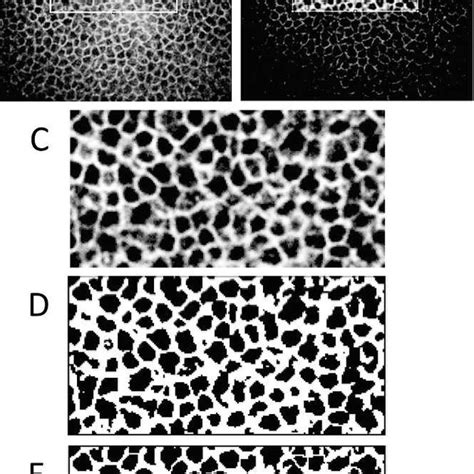 Image Processing And Manual Cell Counting Method In Imagej Raw In Vivo Download Scientific