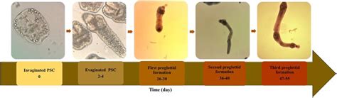 Timeline Days Of In Vitro Developmental Stages Of Echinococcus Download Scientific Diagram