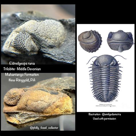 FossilPorn Cool Pictures Of Fossils SFW