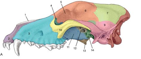 Skull Part 2 Diagram Quizlet