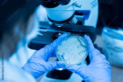 Scientist Holding Agar Plate For Diagnosis Bacterial Or Microorganism Blurry Microscopy