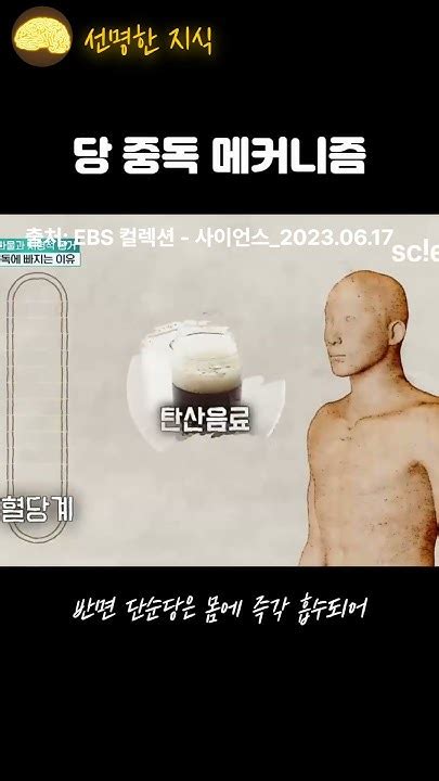 당 중독 메커니즘 Youtube