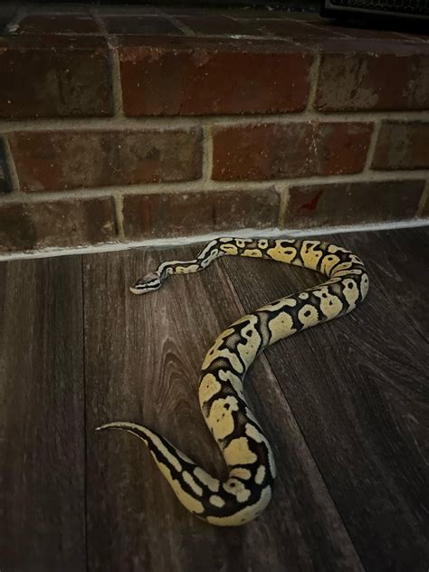 My Ball Python Escaped Her Enclosure And I Found Her Hiding In A Pasta