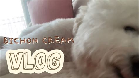 귀차니즘 쩌는 비숑 크림이의 하루 Vlog Youtube