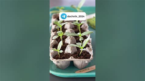 Виды удобрений для растений какое выбрать Дачные советы дача и огород Youtube