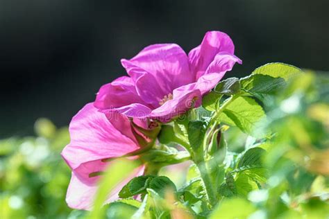 Wild Rose, Ramanas Rose (Rosa Rugosa Rubra) Stock Image - Image of ...
