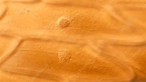 Cytoplasmic Streaming Light Microscopy Stock Video Clip K0037225