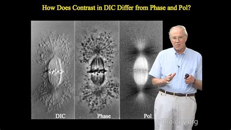 Differential Interference Contrast Microscopy Differential
