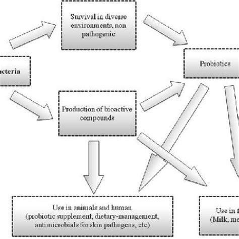 Pdf Industrial Perspectives Of Lactic Acid Bacteria For