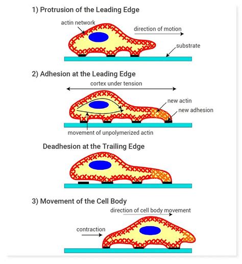细胞迁移 Vs 侵袭大不同！想要划痕和 Transwell 实验的实操？包会的！ 哔哩哔哩