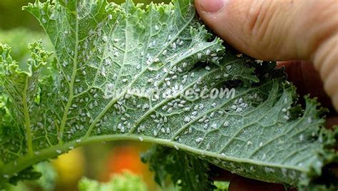 Спрей срещу листни въшки безвреден и ефективен