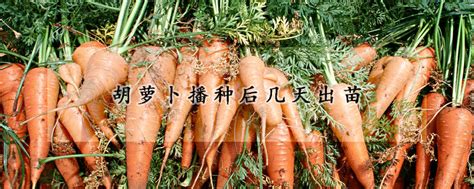 白萝卜苗能移栽吗 发财农业网