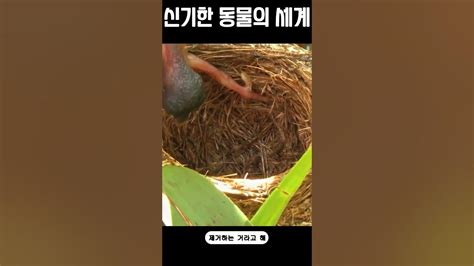 남의 둥지에 알을 낳는 새가 있다고 뻐꾸기 Youtube