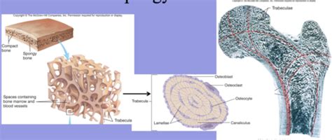 Chapter 7 Objectives Flashcards Quizlet