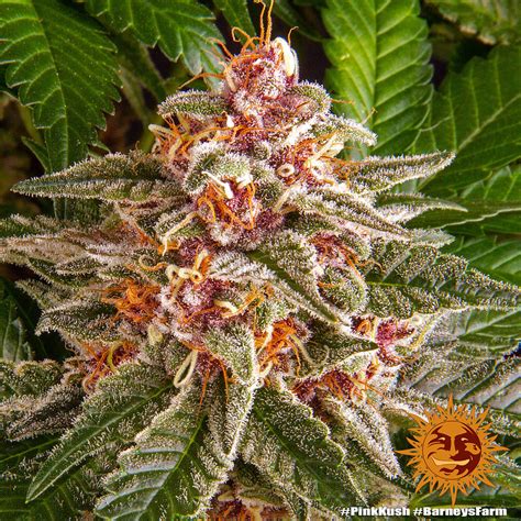 Pink Kush Weed