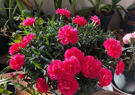 观察康乃馨康乃馨大山谷图库