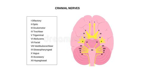Anatomie Van De Craniale Zenuwen Vector Illustratie Illustration Of Anatomie Illustratie