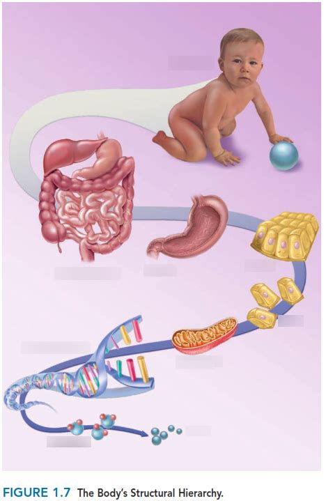 Figure 1 7 The Bodys Structural Hierarchy Diagram Quizlet