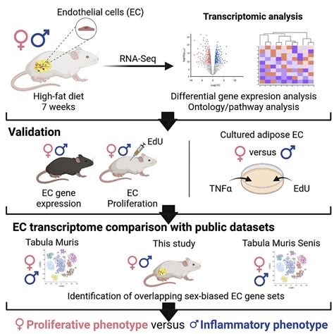 Transcriptomic Profiling Reveals Sex Specific Molecular Signatures Of