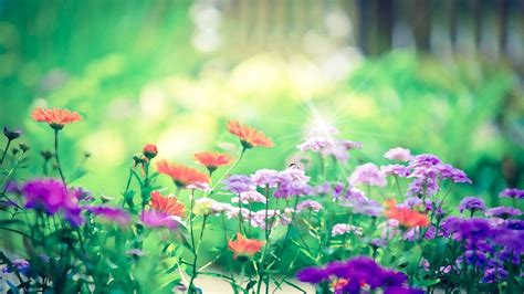 Floral Screensavers Free At Bill Schoenfeld Blog