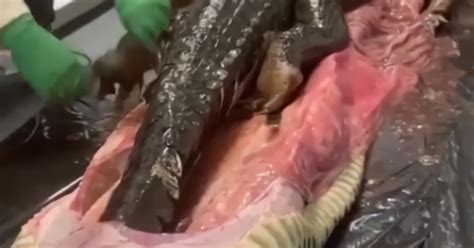 Foot Python Eats Foot Alligator Whole Florida Jolt