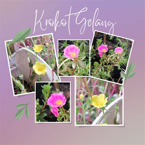 Jual Krokot Gelang Tanaman Hias Shopee Indonesia