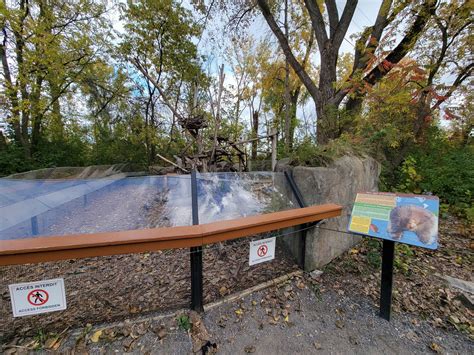 Ecomuseum Zoo North American Porcupine Zoochat