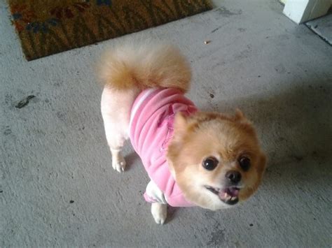 Pin By Elizabeth Kinsella On Poms Pom Pom Ruby