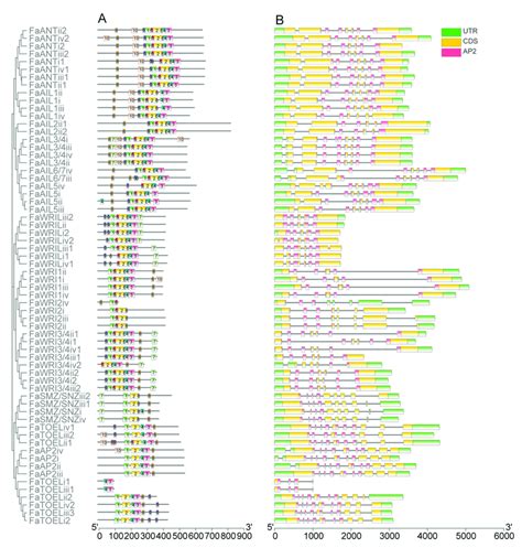 Motifs Of AP2 Proteins A And Domain Locations On The Exon Intron Download Scientific Diagram