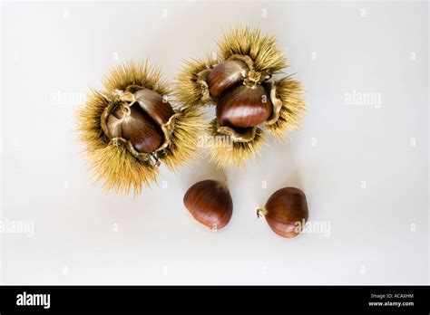 Chestnuts In Shell High Resolution Stock Photography And Images Alamy