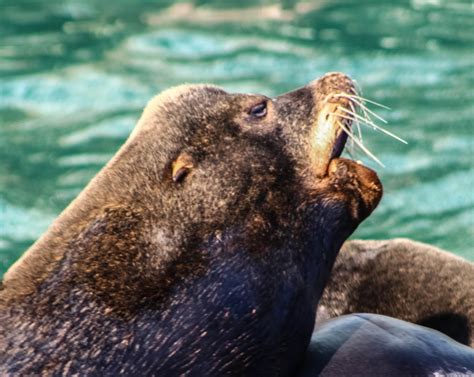 Cannundrums California Sea Lion