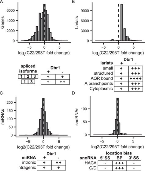 The Debranching Enzyme Dbr1 Regulates Lariat Turnover And Intron Splicing Pmc