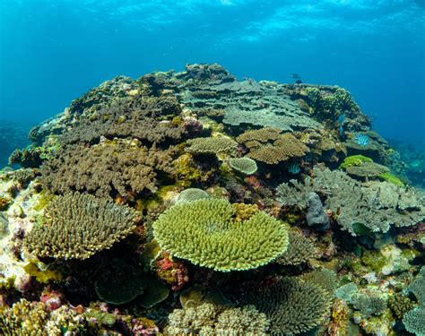 Shallow Reefs Ningaloo