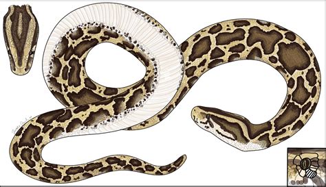 Burmese Python