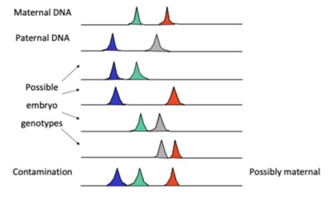 Lecture 15a Pgt M And Carrier Screening Flashcards Quizlet