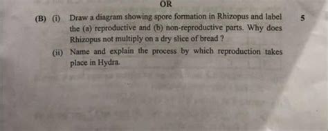 Orb I Draw A Diagram Showing Spore Formation In Rhizopus And Label5