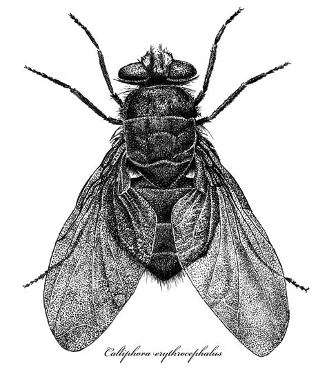 Insects Sketchbook Drawings Ink Pen Drawings Ink Drawing Sketches Ink Sketch Sketch Book