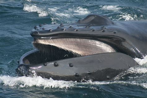 Fin Whale Mouth Size
