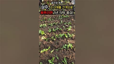 꿈꾸는 농부 상추씨 2~3개월 간격으로 뿌려 정식하면 1년내내 식탁이 풍성 Youtube