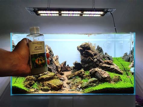 Nitrifying Bacteria In Aquariums The Key To A Healthy Tank