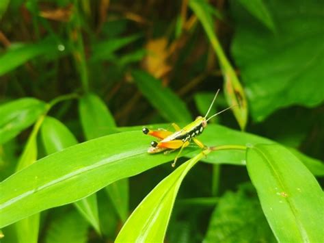 Chitaura Brachyptera · Inaturalist