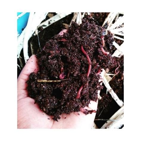 The Pros And Cons Of Composting Vs Worm Composting Ah Grow