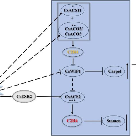 A Mechanistic Model Of The Enhancement Of Femaleness In Materials Of Download Scientific