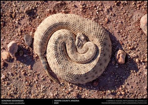 Massive Sonoran Sidewinder Crossing A Road